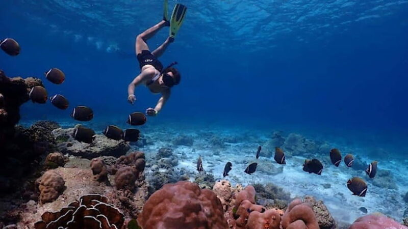 Phuket: Similan Islands Day Tour by Speedboat with Lunch - Key Points