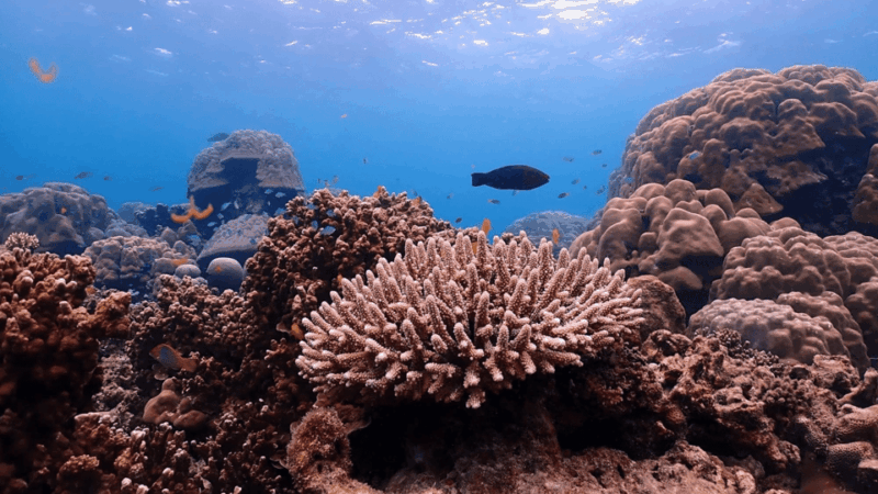 Phuket : Surin Island by Speedboat - Why Choose This Tour?