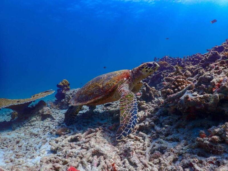 Phuket: Surin Islands & Moken Village Premium Snorkel Tour - Phuket: Surin Islands & Moken Village Premium Snorkel Tour — A Complete Guide