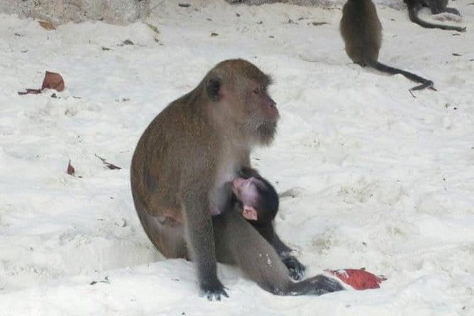 Phuket to Phi Phi Islands by Speedboat - Authentic Experiences From Reviews