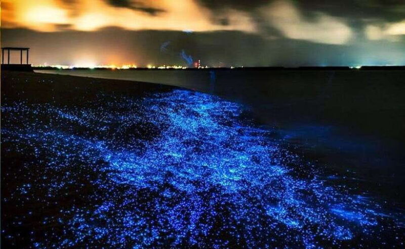 Phuket : Twilight Sea Canoe Tour with Glowing Plankton - An In-Depth Look at the Twilight Sea Canoe Experience in Phuket