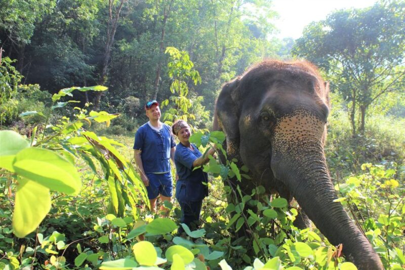 Phuket: Unique Dawn Ethical Elephant Sanctuary Experience - The Value of the Experience