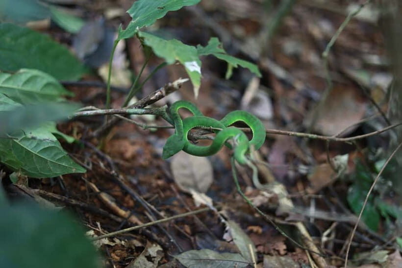 Phuket: Wildlife Sanctuary Trekking with Lunch - FAQs