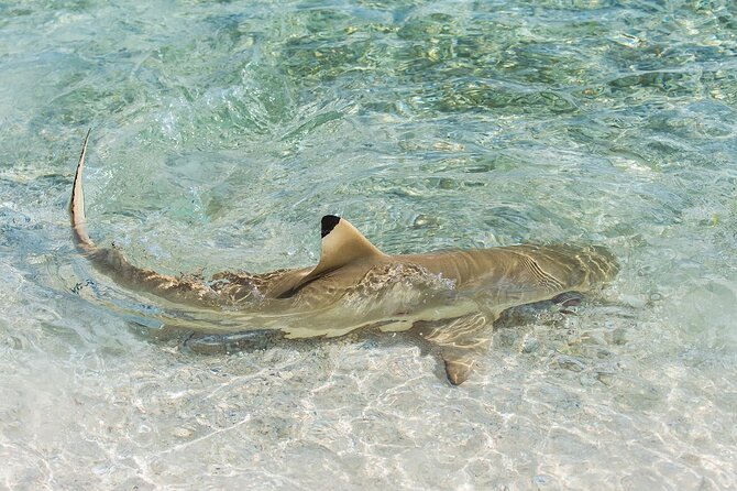 Phuket: Wow Andaman Snorkeling Trip to Phi Phi & Bamboo Islands - FAQ