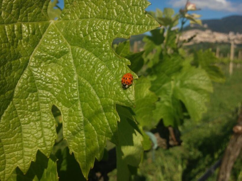 Pic nic Deluxe Assisi and wine tasting 5 wines - Who Would Love This Tour?