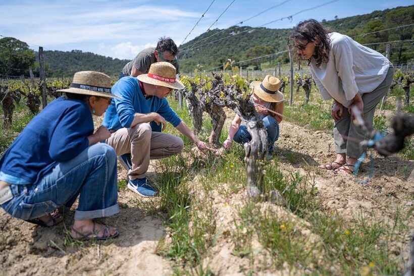 Pic Saint-Loup: Full Day Wine and Olive Tour - A Deep Dive into the Tour Experience