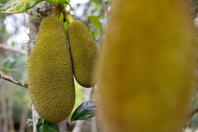 Pick and Taste Tropical Fruit - FAQ: Your Questions Answered