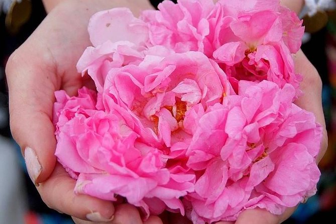 Picking Roses Workshop & Extracting Rose Oil in the Rose Valley - Key Points