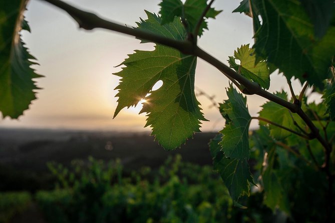 Picnic in the countryside in the heart of Chianti - Key Points