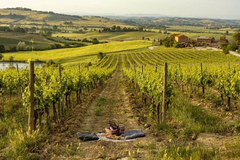 Picnic in vineyards with Bottle of Brunello di Montalcino - Summary: Is It Worth It?