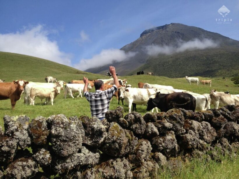 Pico Day Tour: Get to know Pico Island with a local guide - Price and Value