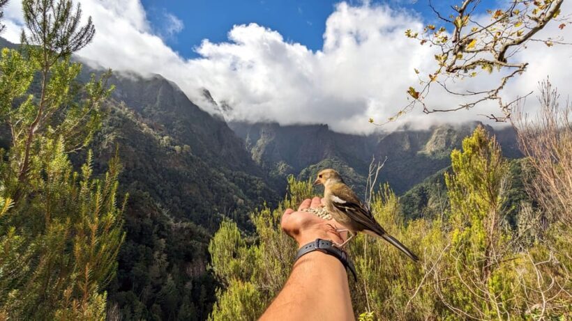 Pico do Arieiro in 4h: Immersive Private Experience (Cabrio) - An Authentic Madeira Journey on Four Wheels