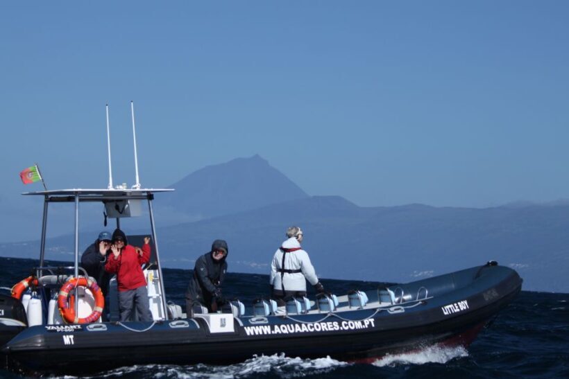 Pico Island: Azores Whale & Dolphin Watching on Zodiac Boat - An In-Depth Look at the Pico Island Whale & Dolphin Tour