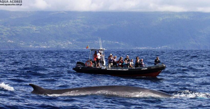 Pico Island: Azores Whale & Dolphin Watching on Zodiac Boat - Who Will Love This Tour?