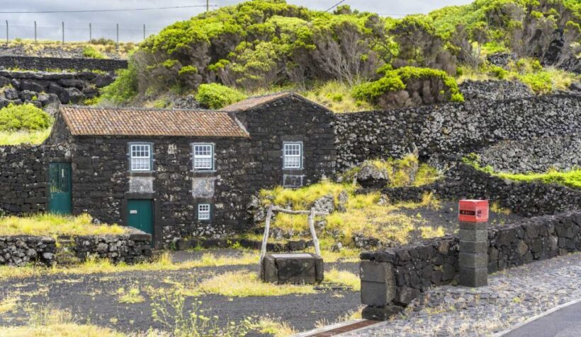 Pico Island: Full Day Wine Culture Tour - Key Points
