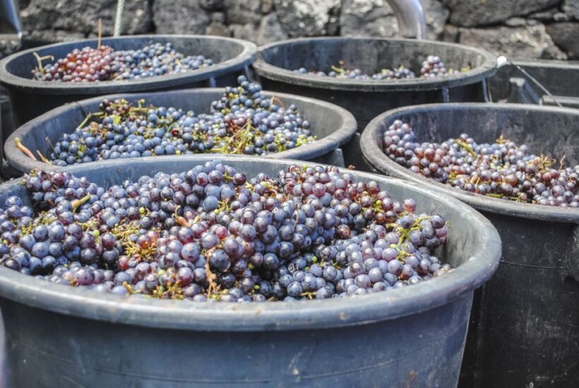 Pico Island: Full Day Wine Culture Tour - An In-Depth Look at Pico’s Full-Day Wine Culture Tour