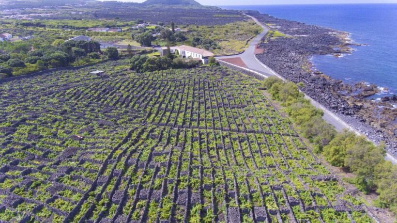 Pico Island: Full Day Wine Culture Tour - FAQ