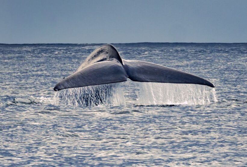 Pico Island: Whale Watching Experience from Lajes - Key Points