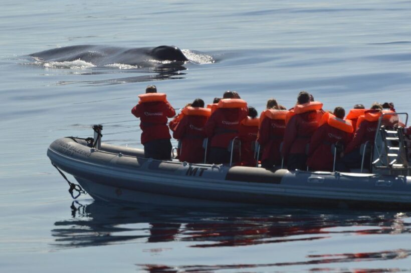 Pico Island: Whale Watching Experience from Lajes - The Itinerary and What to Expect