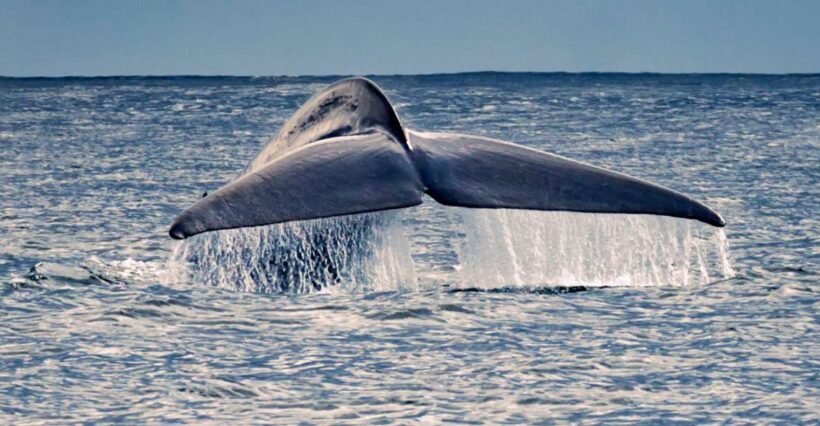 Pico Island: Whale Watching Experience from Lajes - The Value of the Tour