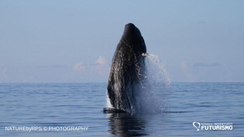 Pico Island: Whale Watching Experience from Lajes - Who Should Consider This Tour?