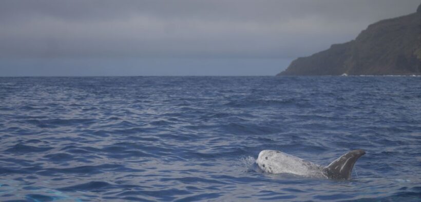 Pico Island: Whale Watching Experience from Lajes - Final Thoughts