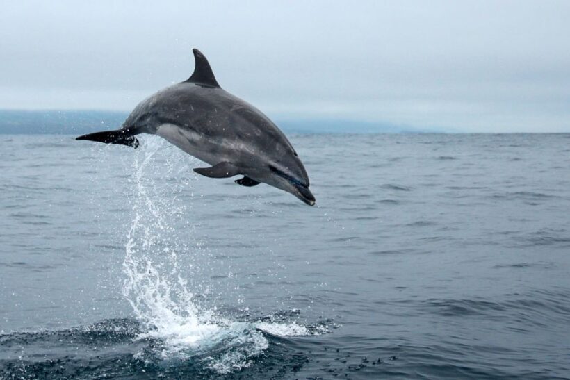 Pico Island: Whale Watching Experience from Lajes - FAQ