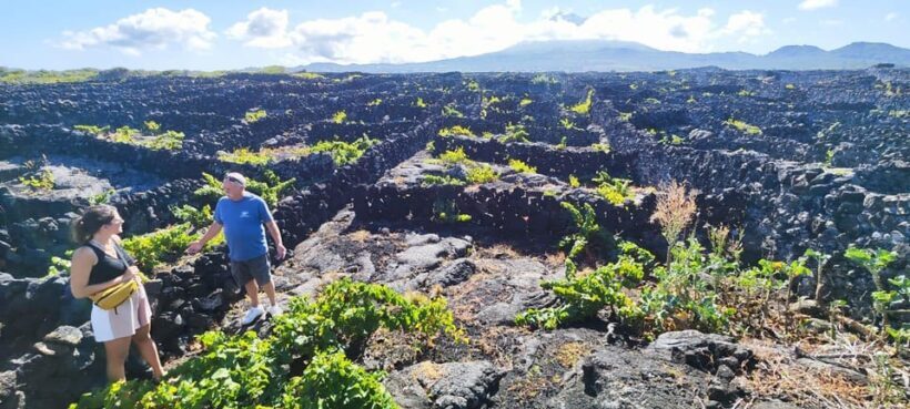 Pico Wine Tours - Exploring Pico Wine Tours in Detail