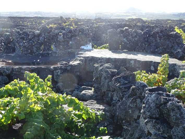 Pico Wine Tours - The Sum Up