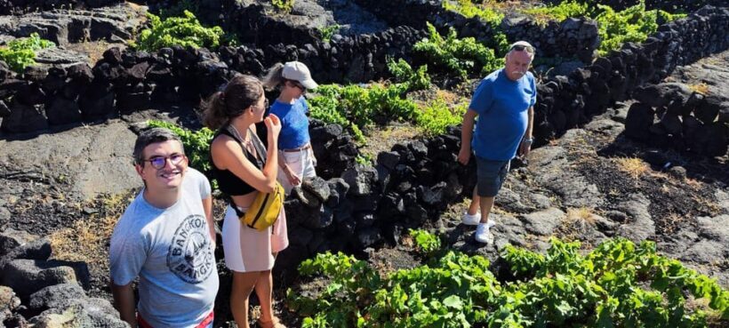 Pico Wine Tours - FAQ