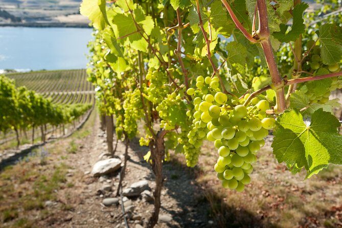 Picton Cruise Ship Shore Excursion Marlborough Wine Tour - An In-Depth Look at the Marlborough Wine Tour