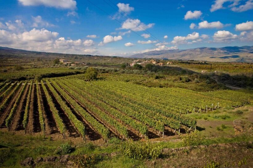 Piedimonte Etneo: Etna Wine Train Tour & Sicily Wine tasting - An In-Depth Look at the Experience