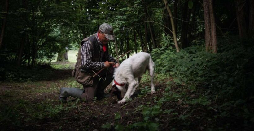 Piedmont: Private Truffle Hunting Tour with Truffle Tasting - FAQs