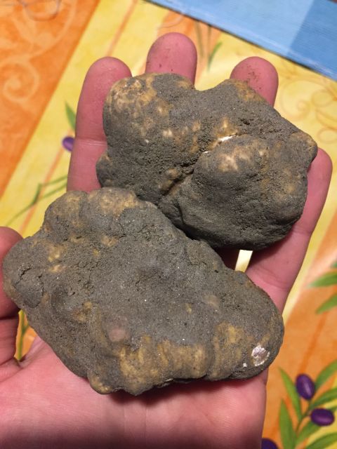 Piedmont: Truffle Hunting - Key Points