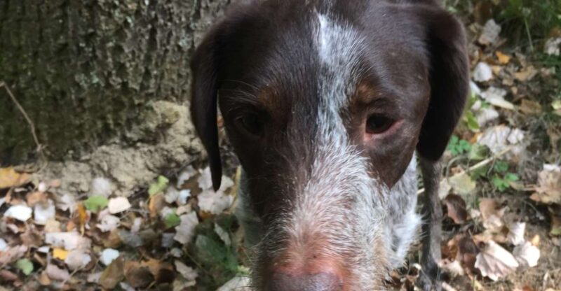 Piedmont: Truffle Hunting - Pricing and Booking