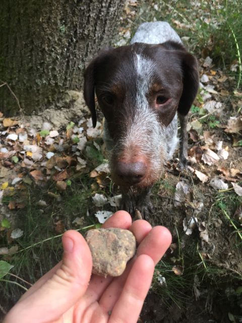 Piedmont: Truffle Hunting - Experience Highlights