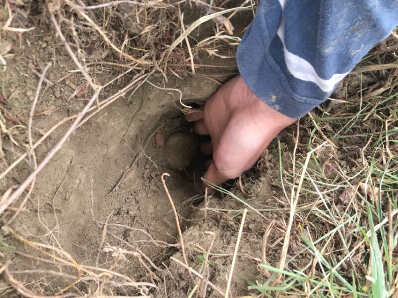 Piedmont: Truffle Hunting - History of Truffle Hunting