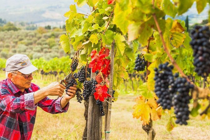 Piedmont Wine Tasting Tours Experience, Italy - What Makes This Tour Stand Out
