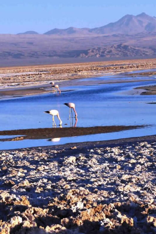 Piedras Rojas, Salar de Atacama and lakes of the high platea - A Full Breakdown of the Experience