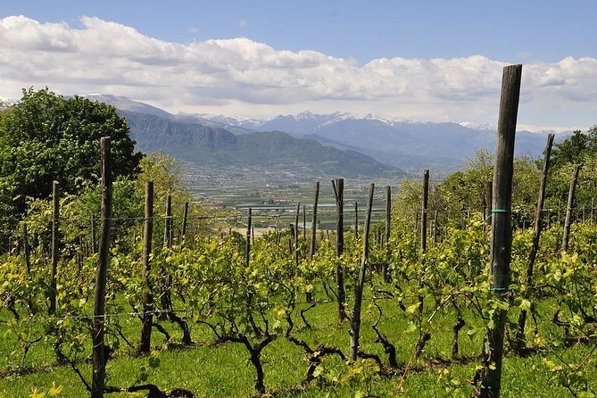 Piemonte Vineyards by Yourself from Turin - Business Car with English Chauffeur - An In-Depth Look at the Experience