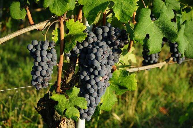 Piemonte Vineyards by Yourself from Turin - Business Car with English Chauffeur - Why the Price Reflects Value