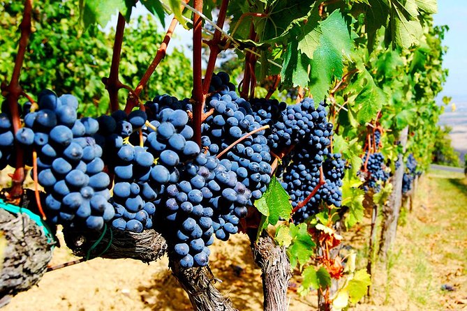 Pienza, Val Dorcia, Montalcino Wine and Pecorino Cheese PRIVATE TOUR From SIENA - Pricing and Availability