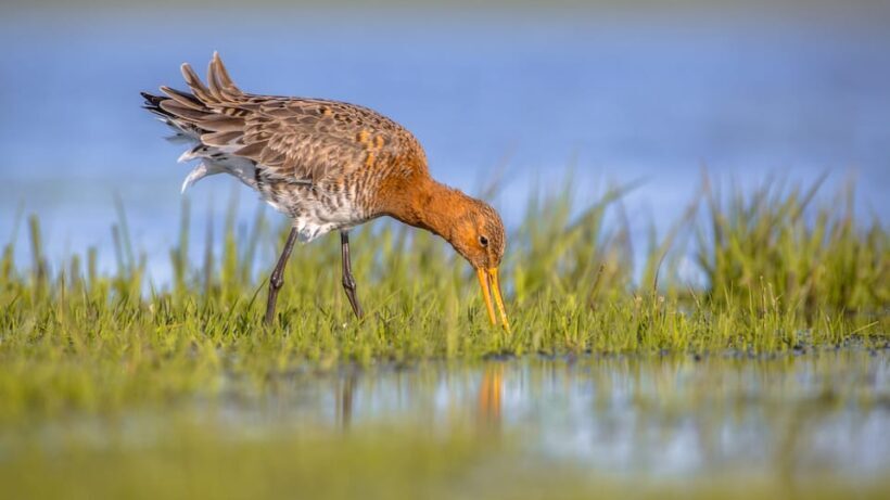 Pieterburen: Wadden Sea Mudflats Guided Walking Tour - FAQ