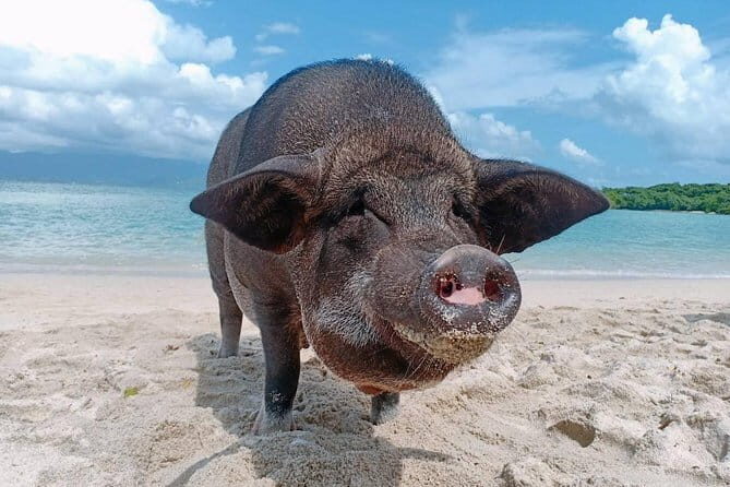 Pig Island & Koh Tan Tour by Speed Boat (Snorkeling & Kayaking) - An Honest Look at the Koh Samui Pig Island & Koh Tan Tour