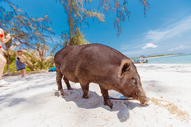 Pig Island Private Longtail Boat Trip From Koh Samui - FAQ