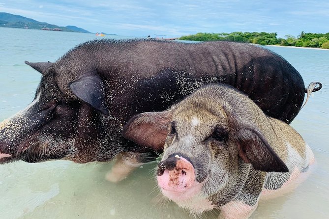 Pig Island Snorkeling & Sightseeing Tour By Speedboat From Koh Samui - What the Tour Offers and Its Downfalls