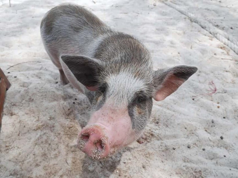 Pig Island(Koh Mudsum) and Koh Tan Half Day Snorkeling Tour - In-Depth Review of the Pig Island & Koh Tan Tour