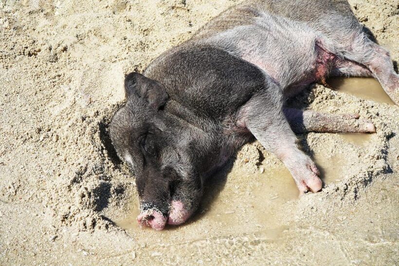 Pig Island(Koh Mudsum) and Koh Tan Half Day Snorkeling Tour - FAQ