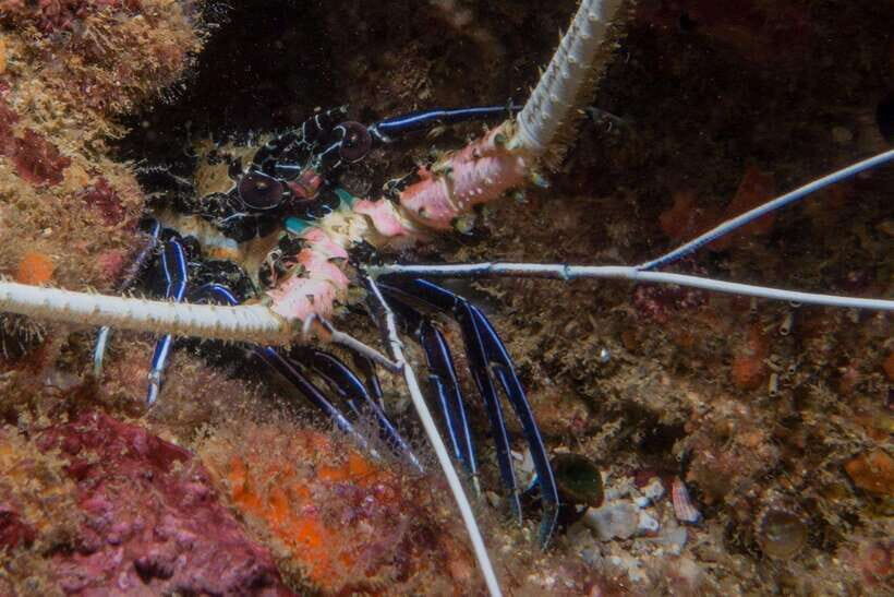 Pigeon Island Snorkeling Tour from Uppuveli Beach - What Travelers Say