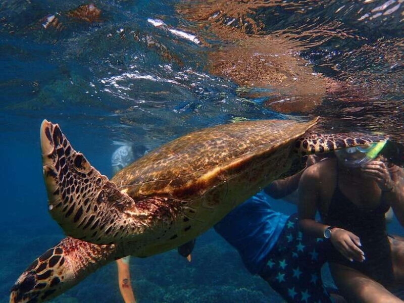 Pigeon Island Snorkeling Tour from Uppuveli Beach - The Experience from the Reviewers’ Perspective
